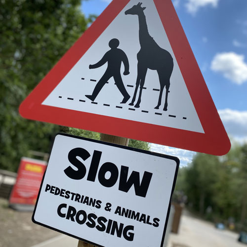 Getting There • Theme Park Guide • Chessington Buzz