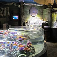 Chessington Buzz • A Wild Guide To Chessington World of Adventures